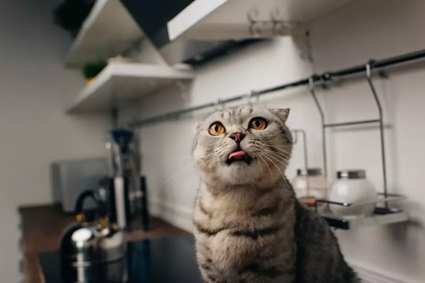 Natūralios katės liežuvio iškišimo priežastys