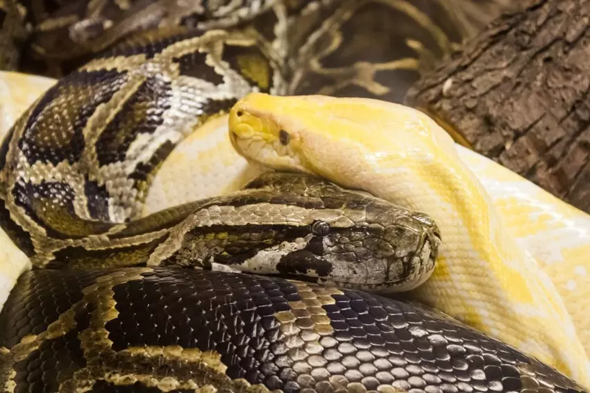 人為什麼怕蛇，你自己能應對蛇毒恐懼症嗎？