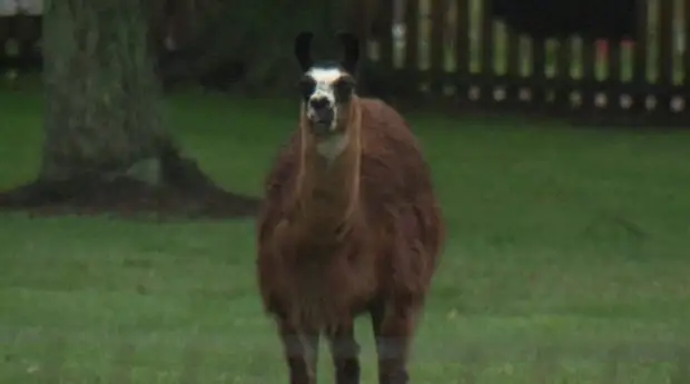 De lama dy't de ferwûning yn 'e wrâld feroarsake hat, bisten, nijsgjirrich, ferhalen, minsken, seleksje, dea