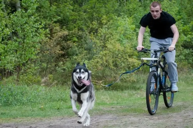 Höfuðáverka vegna hunds í heiminum, dýra, áhugavert, sögur, fólk, val, dauði