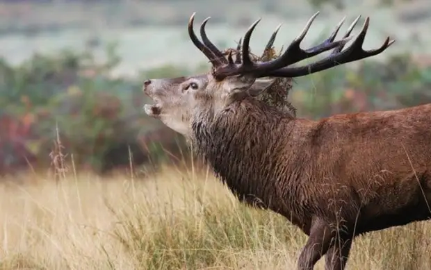 Deer killer yn 'e wrâld, bisten, nijsgjirrich, ferhalen, minsken, seleksje, dea