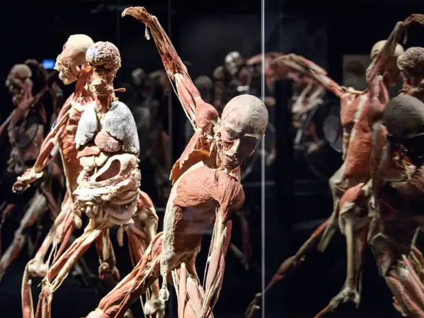 Само мраз на кожата: изложба на балсамирани човечки тела во Женева