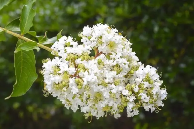 10 neočekivanih bračnih tradicija koje kraljevska porodica mora slijediti na svaki način