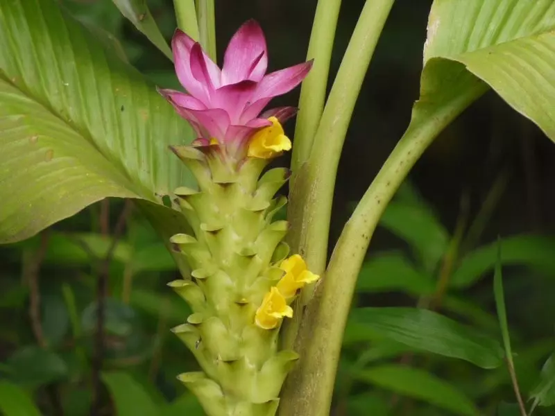 Turmeric