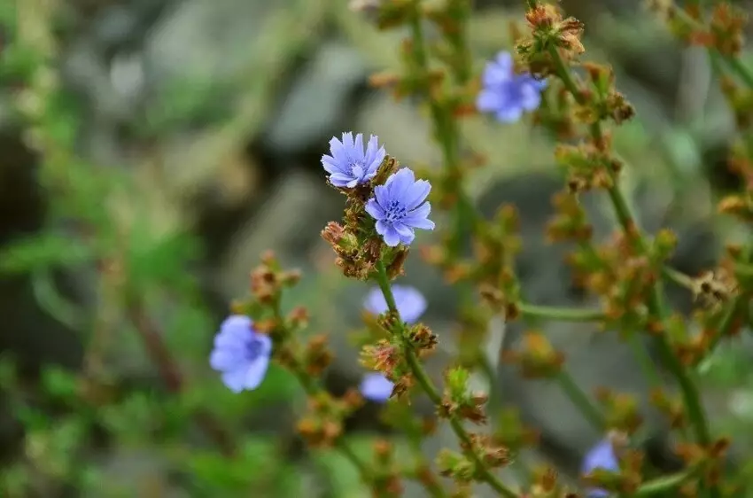 Chicory