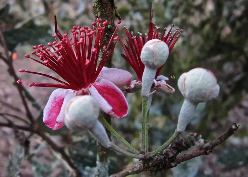 Feijoa