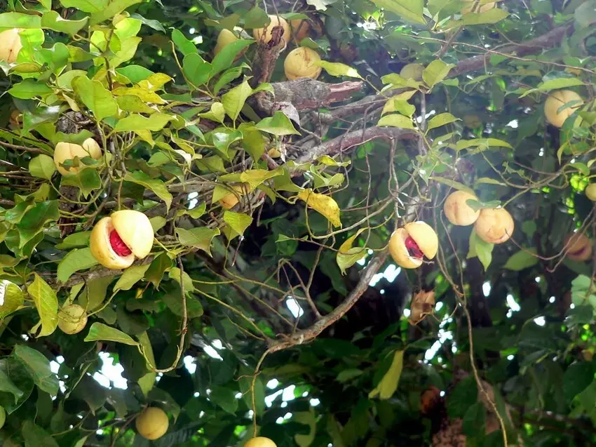 جوزة الطيب