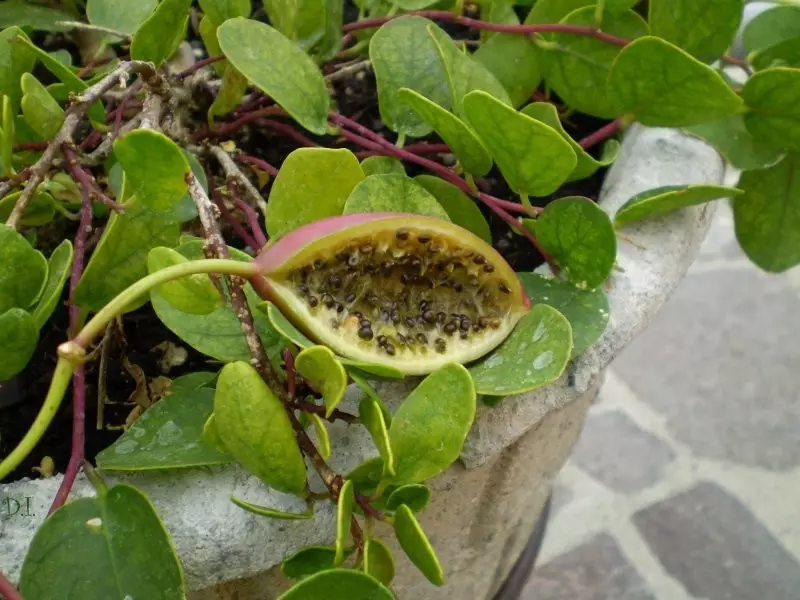 10 foto's die laten zien hoe sommige beroemde producten groeien