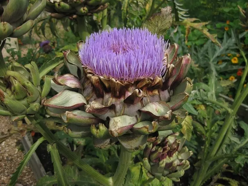 Artichoke