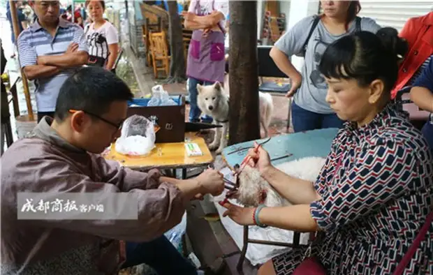 Nisy veterinera tsy ara-dalàna nametraka efitrano fandidiana teny an-dalana mba hanesorana ny ligaments amin'ny alika