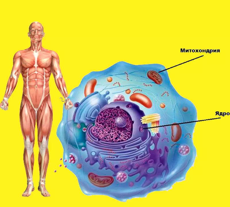 Succinic acid: pheko ea tlhaho e theko e tlaase e folisang le ho nchafatsa 'mele oohle