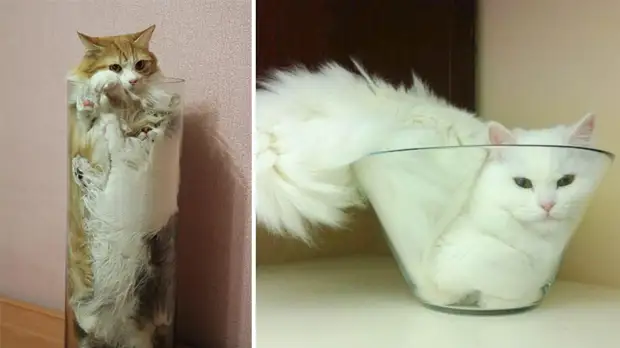 Проучување на течни мачки, раст на увото и шолја кафе. Во САД беа доделени Шнобеловите награди
