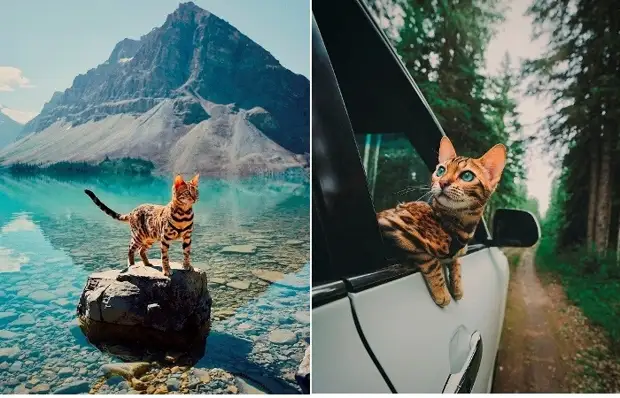 The Traveler Cat bụ kpakpando ọhụrụ nke Instagram.