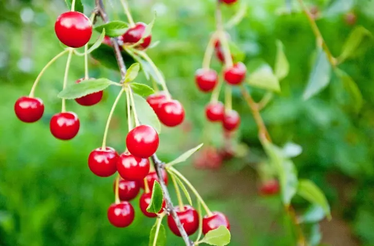 Le noyau donne un peu d'amertume à la cerise, mais ce n'est pas le plus dangereux