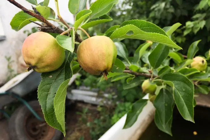 Signe : jeter des pommes dans une compote entière - à une mauvaise surprise