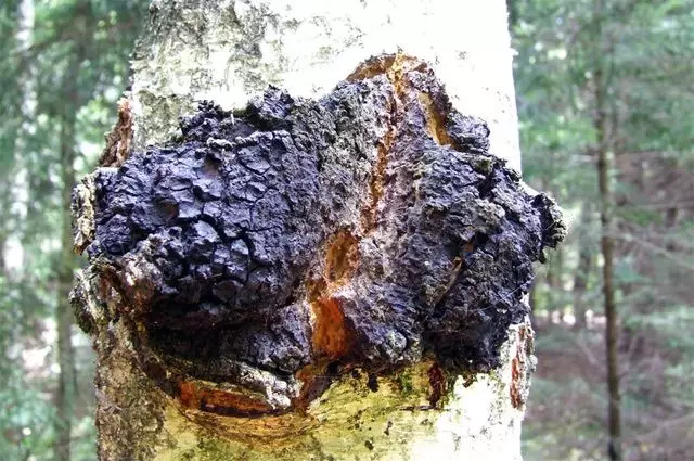 Chaga: egenskaper, fördelar och medicinska användningsområden