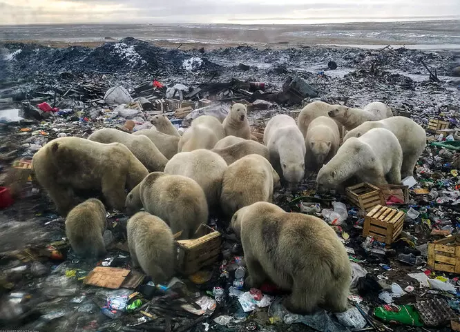 Giunsa ang pagtunaw sa Arctic: ang kadako sa pag-init sa kalibutan sa 7 nga mga imahe