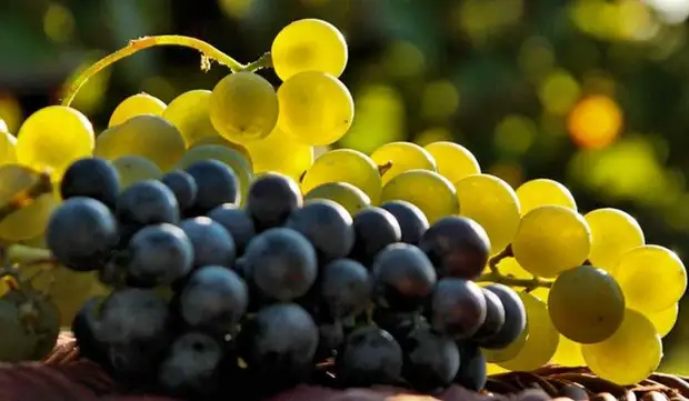 Oleo de vinbero por vizaĝo