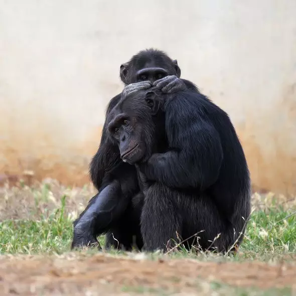 Inda hadzinyare. Nhoroondo pfupi: kubva kune shamwari dzegorilla kuenda kune vabatsiri mukurwisa typhus