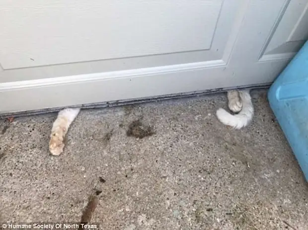 Mahigit 100 pusa at aso ang nailigtas mula sa isang mabahong bahay sa Texas na nakakulong