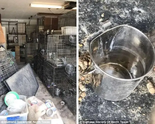 Mahigit 100 pusa at aso ang nailigtas mula sa isang mabahong bahay sa Texas na nakakulong