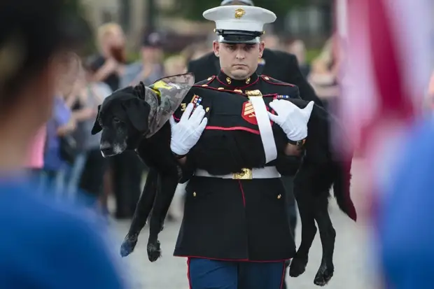 Ο σκύλος Sapper μεταφέρθηκε στο τελευταίο του ταξίδι με τιμές αντάξιες ενός ήρωα πολέμου