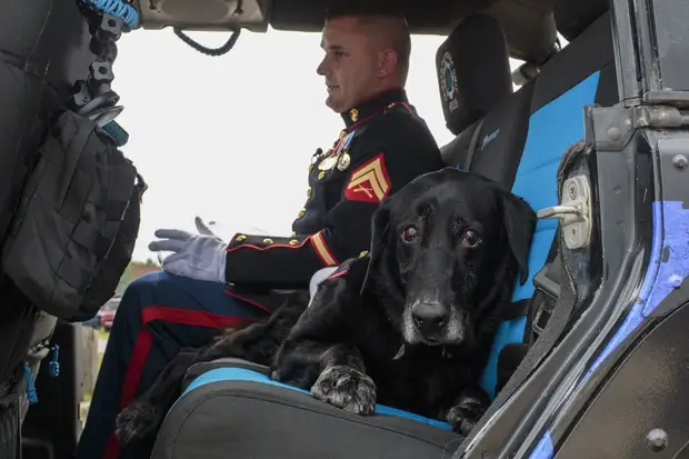 Sapper-hunden sågs av på sin sista resa med utmärkelser värda en krigshjälte