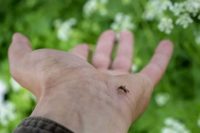 Масалар біздің бездеріміз шығаратын иістерге өте сезімтал.