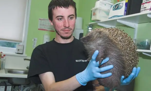 Veterinarians Skotlandia ngluwari lan hedgehog balon-kembung dokter hewan, apik, kewan, ngluwari, balon