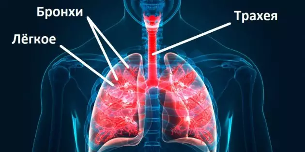 Uban sa tracheitis, ang trachea mahimong inflamed