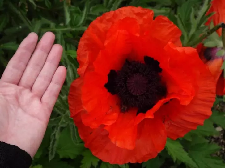 20 tipikus példa arra, hogy a méret néha meglephet téged