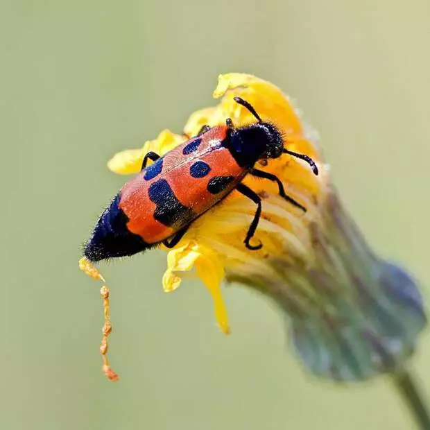 6 insectos que poden arruinar a túa viaxe a Rusia