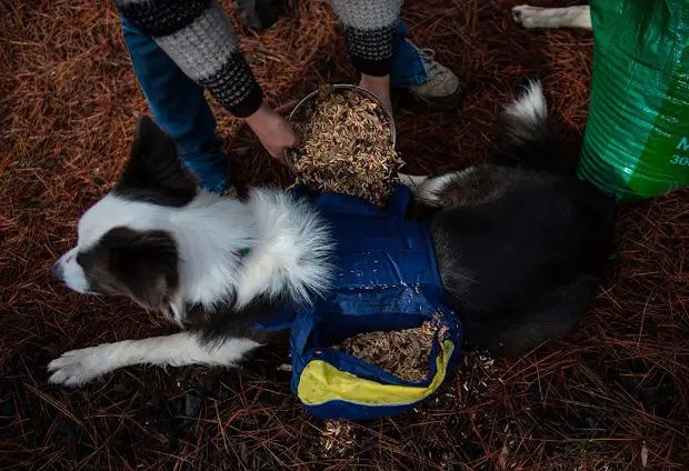 Como reconstruir florestas queimadas no Chile com a ajuda de cães