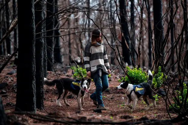 Ako obnoviť vyhorené lesy v Čile pomocou psov