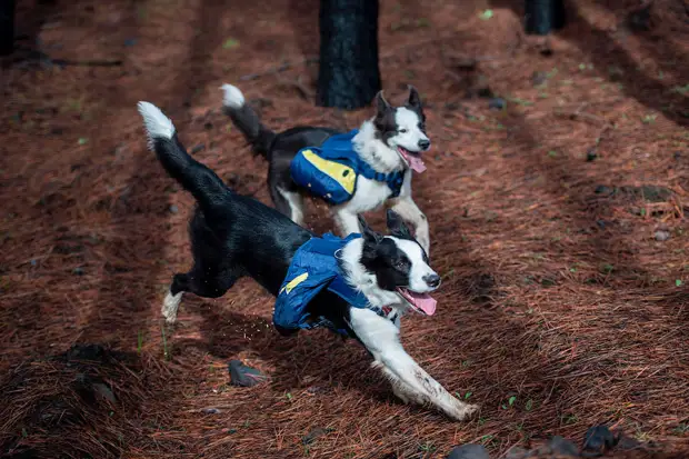 Kuidas koerte abiga Tšiilis põlenud metsi taastada
