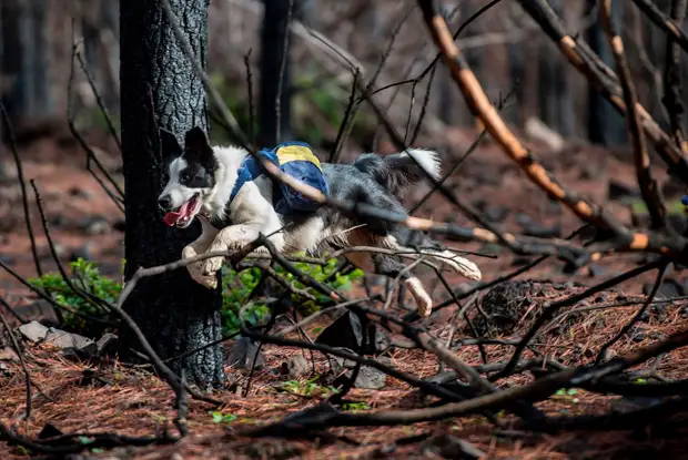 Како да се обноват изгорените шуми во Чиле со помош на кучиња