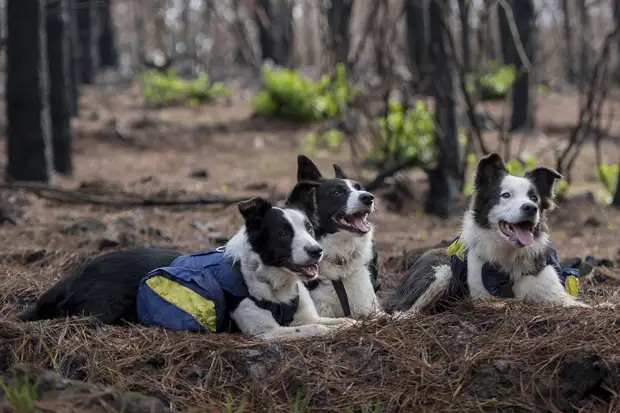 如何在狗的帮助下重建智利被烧毁的森林