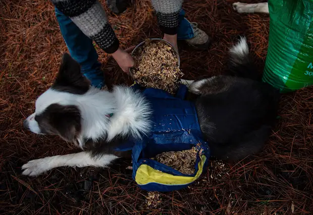 Hoe verbrande bossen in Chili weer op te bouwen met de hulp van honden