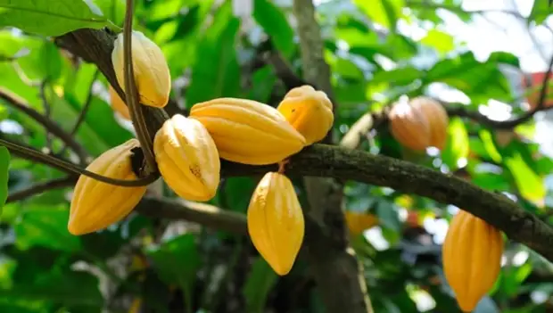 ಇತಿಹಾಸ, ದಂತಕಥೆಗಳು ಮತ್ತು ಚಾಕೊಲೇಟ್ ಬಗ್ಗೆ ಅತ್ಯಂತ ಅಸಾಮಾನ್ಯ ಸಂಗತಿಗಳು