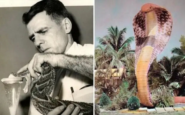 Serpentarium në Miami: një projekt ambicioz i njeriut gjarpër.