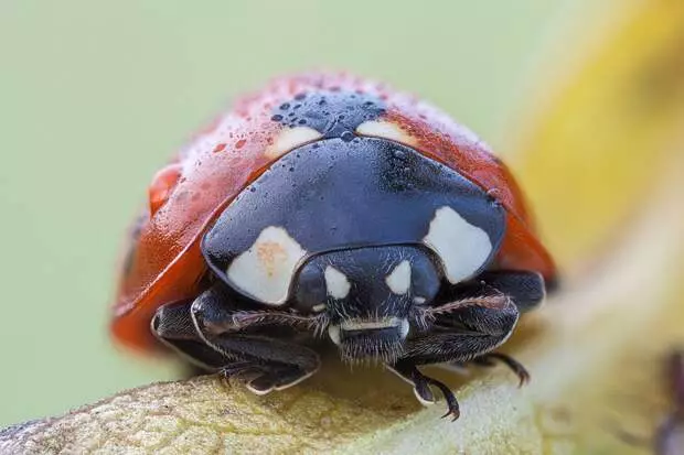 Ladybugs फरक छन्