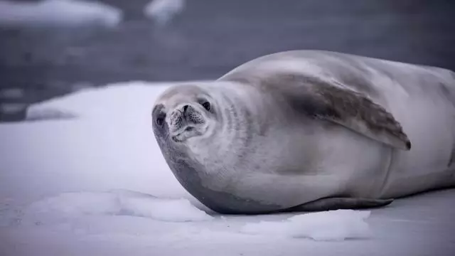 Psy zaprzęgowe husky musiały być karmione świeżym mięsem foczym, na nic innego nie chciały się zgodzić.