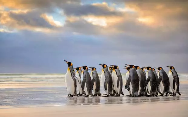 20 roliga fakta om pingviner