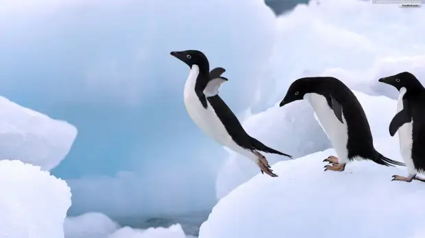 20 Fun Facts About Penguins