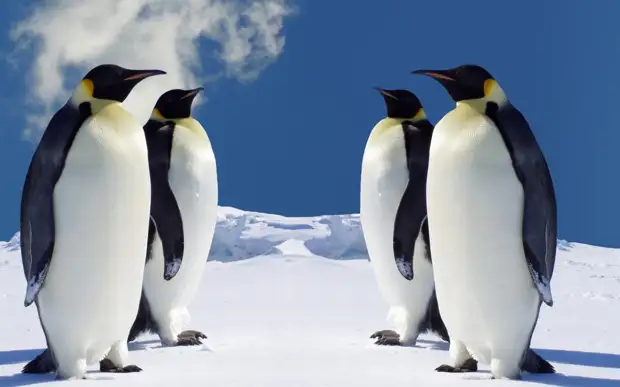 20 Fun Facts About Penguins