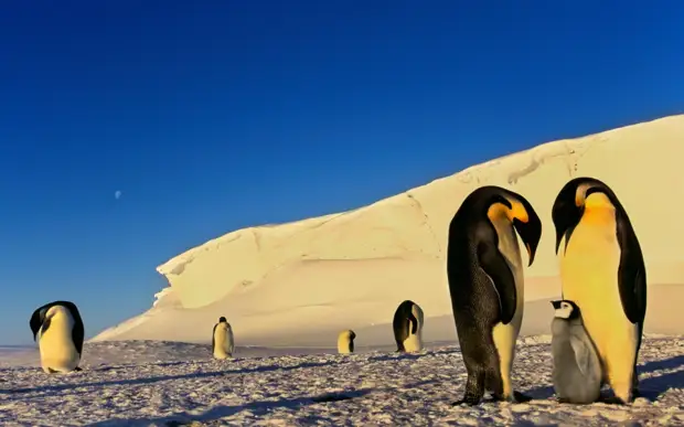 20 Fun Facts About Penguins