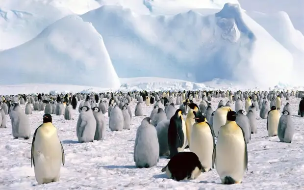 20 Fun Facts About Penguins