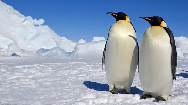 20 Fun Facts About Penguins