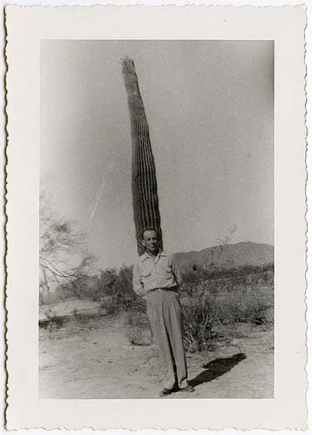 Indoda iqophe isikhashana sempilo ngemuva kwe-cactus ende.