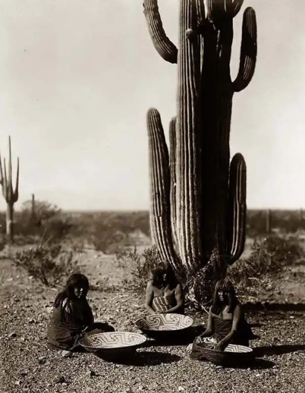 Mulheres colhem frutos do cacto Saguaros.